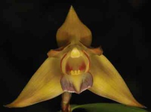 Dendrobium rotundatum Benth. – Naresh Swami | The Orchids of the Sikkim ...
