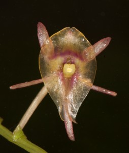 Crepidium purpureum with superior lip – Naresh Swami | The Orchids of ...
