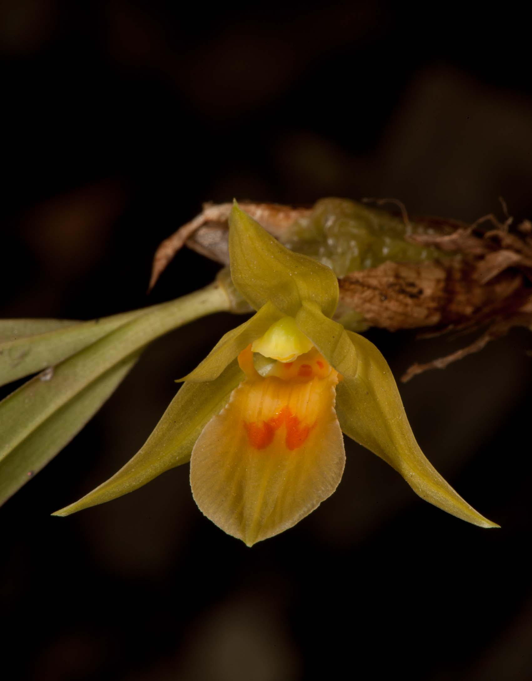 Naresh Swami | The Orchids of the Sikkim Himalaya | Memoirs of an ...